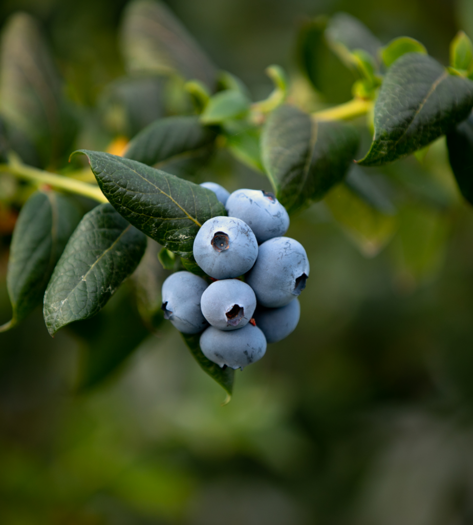 Health Benefits – Blue Royal